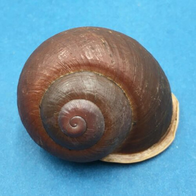 #5 Trachystyla cryptica ssp. 52.7mm Leyte, Philippines, Camaenidae ...