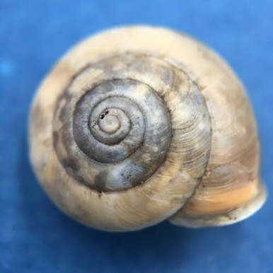 #3 Monachoides incarnatus 14mm By Lustin, Belgium, Under Litter ...