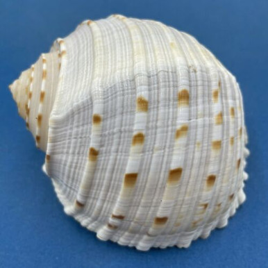 #1 Tonna dolium 109mm Cuddalore, Coromandel Coast, Bay Of Bengal, India ...