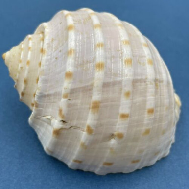 #6 Tonna dolium 83mm Hollandia, Dutch New Guinea - Cerulean Specimen Shells