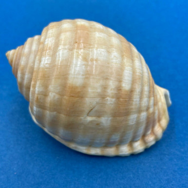 #19 Malea pomum 65.7mm Offshore, Victoria, Australia Tonnidae ...