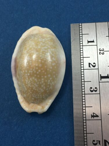 #3 Cypraea (Naria) erosa 34.5mm Momi Reef, Fiji - Cerulean Specimen Shells