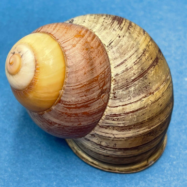 Helicostyla rufogaster 54mm Sorsogon, Philippines Collected 1971 ...