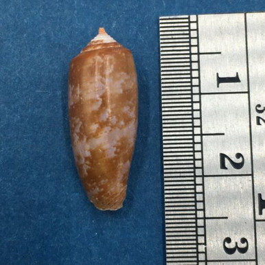 #6 Conus obscurus 21.6mm Samar Is. Philippines Sandy Bottom 1980 ...
