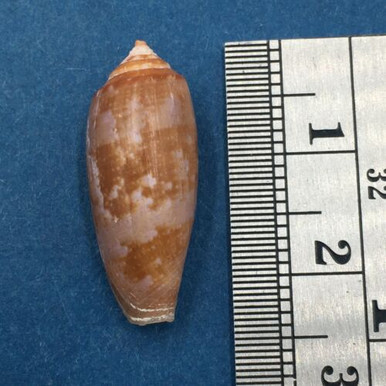 #5 Conus obscurus 22.9mm Samar Is. Philippines Sandy Bottom 1980 ...