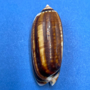 #6 Oliva ornata 42mm F+ Broome, Western Australia, 1964 - Cerulean ...