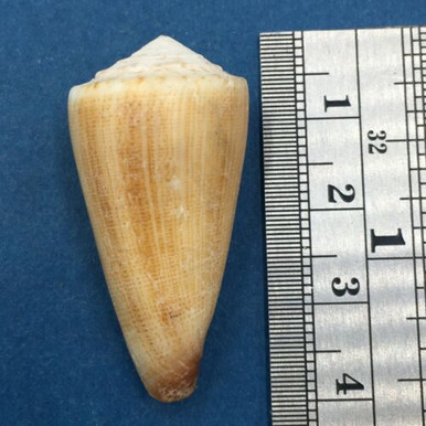 #2 Conus furvus 37mm Culion, Palawan, Philippines, Collected 1976 ...