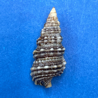 #8 Cerithium dialeucum 20.8mm F++ Misaki, Kangagawa Pref. Japan - Cerulean Specimen Shells