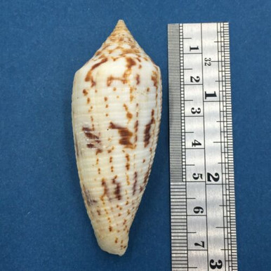 #2 Conus australis 67.4mm Trawled, South China Coast - Cerulean Specimen Shells