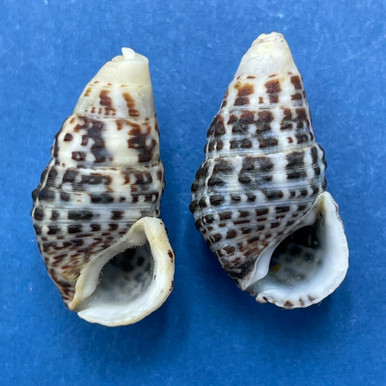 #14 Clypeomorus bifasciata 18.1mm F+ Philippines - Cerulean Specimen Shells