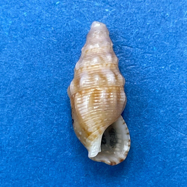 #2 Colina pinguis 13.5mm F+ South Africa Cerithiidae - Cerulean Specimen Shells