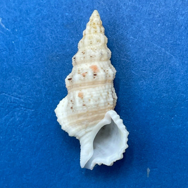 #3 Cerithium columna 23.8mm F++ Oslob, Cebu, Philippines, Tangle Net 80-100m - Cerulean Specimen ...