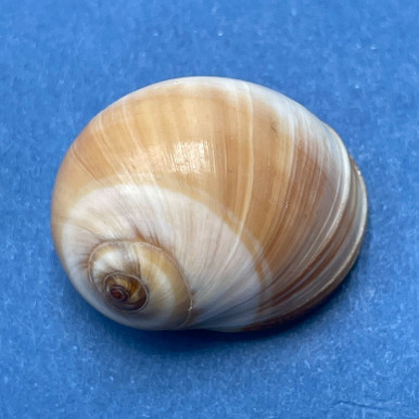 #6 Natica fasciata 22.2mm F++ Philippines - Cerulean Specimen Shells