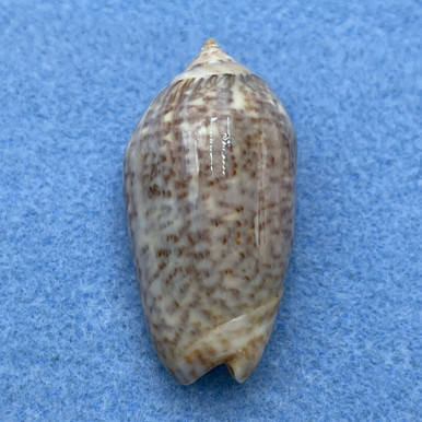 #21 Oliva spicata 37.2mm Gem Cochere Beach, Guaymas, Mexico - Cerulean Specimen Shells