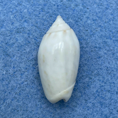 #22 Oliva spicata intertincta 21.1mm F+ Lapaz, Mexico - Cerulean Specimen Shells