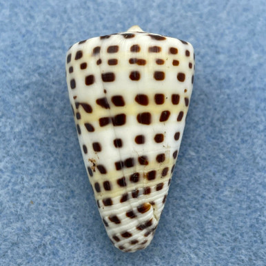 Conus eburneus 36.3mm F+ Indo Pacific - Cerulean Specimen Shells