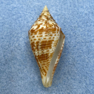 Conus praecellens 37.8mm F+ Chilung, Taiwan, Trawled 1972 - Cerulean ...