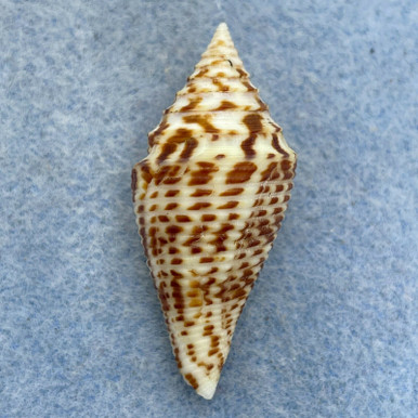 #4 Conus praecellens 39mm F++ Punta Engano, Cebu, Philippines ...