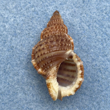 #11 Bursa granularis 31.1mm F++ India - Cerulean Specimen Shells