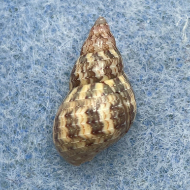 #19 Phasianella solida 14.8mm F+ Palawan Is. Philippines, From Locals - Cerulean Specimen Shells