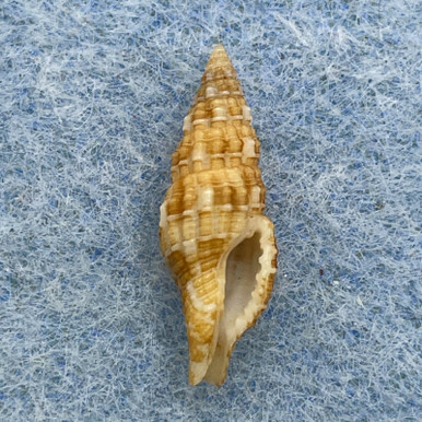 Prodotia lannumi 17.6mm F+ Mactan Is. Philippines, Lumun-lumun Net 80 ...