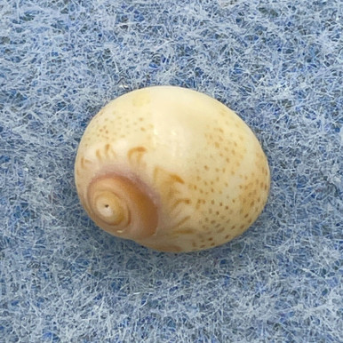 #2 Tectonatica tecta 9.5mm F+ Jeffreys Bay, South Africa, On Beach - Cerulean Specimen Shells
