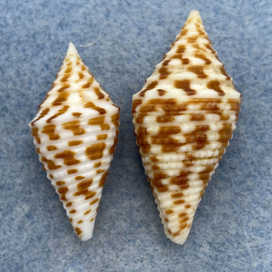 #8 Conus praecellens 29.6-34.6mm F+ No Data - Cerulean Specimen Shells