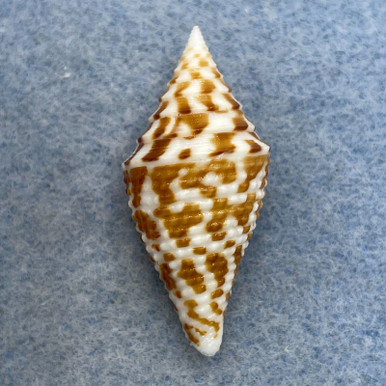 #25 Conus praecellens 33.7mm F++ Philippines - Cerulean Specimen Shells