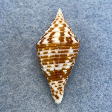 #22 Conus praecellens 33.2mm F++ Philippines - Cerulean Specimen Shells