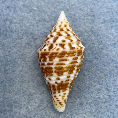 #18 Conus praecellens 33.4mm F++ Philippines - Cerulean Specimen Shells