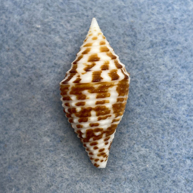 #24 Conus praecellens 30.8mm F+ Philippines - Cerulean Specimen Shells