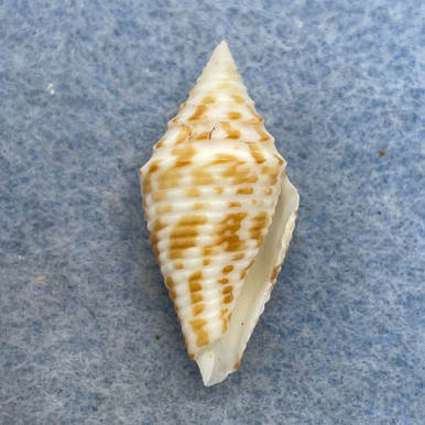 #33 Conus praecellens 26.9mm F+ (Growth Marks) Philippines - Cerulean ...