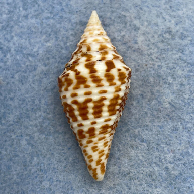 #12 Conus praecellens 35.6mm F++ Trawled, Philippines - Cerulean ...