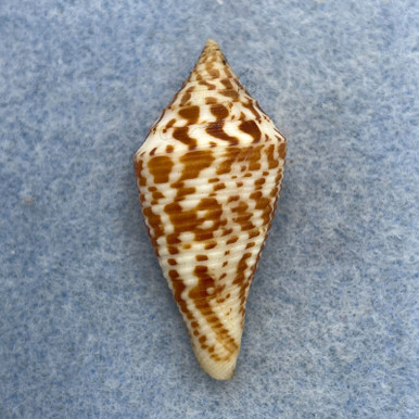 #13 Conus praecellens 38.5mm F++ Trawled, Philippines - Cerulean ...