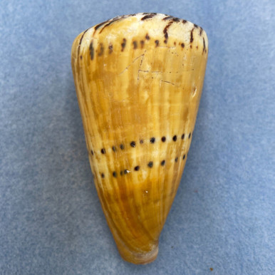 #5 Conus mustelinus 84.8mm F+ (Rough Lip) W/Periostracum Philippines ...