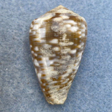 #1 Conus catus 37.6mm F+ Rue-Chu Island, Southwest Taiwan, On Rocks ...