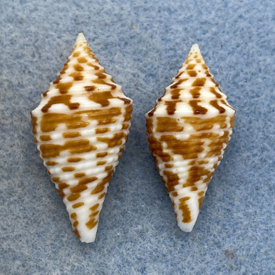 #34 Conus praecellens 27.7-30.7mm F+ Trawled, Philippines - Cerulean ...