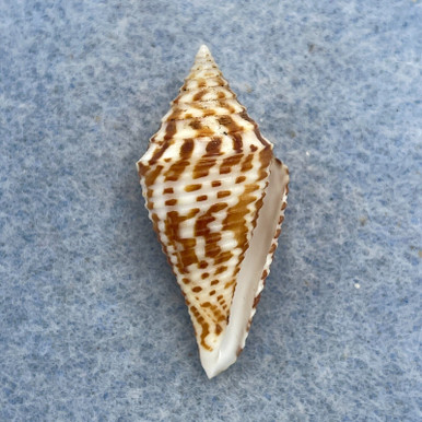 #37 Conus praecellens 32.3mm F+ Quezon, Philippines - Cerulean Specimen ...