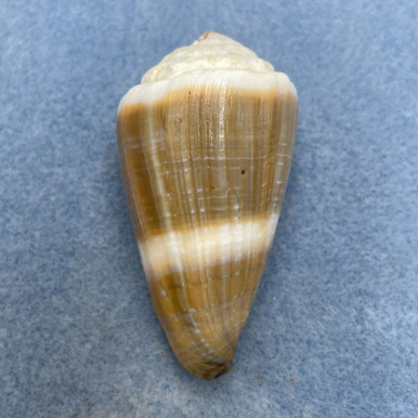 Conus lividus 56.6mm F+ (Rough Lip) Philippines - Cerulean Specimen Shells