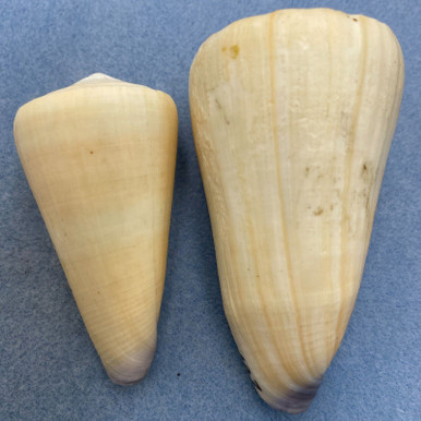 #10 Conus virgo 71-87mm F+ No Data - Cerulean Specimen Shells