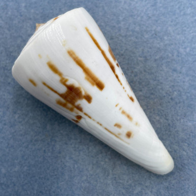 #28 Conus tribblei 73.8mm F+ (Lip Chip) Sulu Sea, Philippines ...