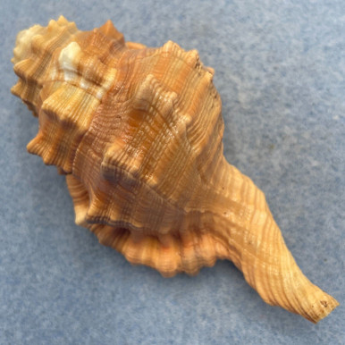 #6 Cymatium pyrum 75.3mm F+ Siasi Sulu, Philippines, Coral Rubble 15 ...