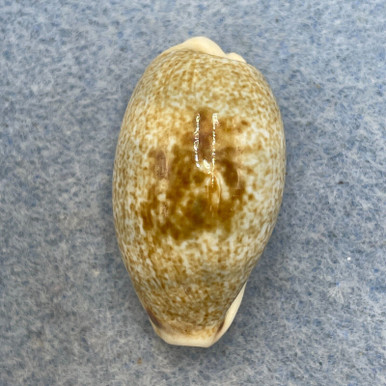 #21 Cypraea (Erronea) errones 32.3mm F+ Ishikawa Beack, Okinawa, After ...