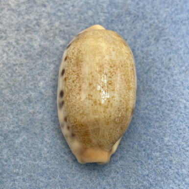 #10 Cypraea caurica blaesa 37.4mm F+ (Rough Spot On Dorsum) Dredged ...