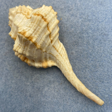 #3 Cymatium (Ranularia) gutturnia 76.3mm F+ Kyushu, Japan - Cerulean ...