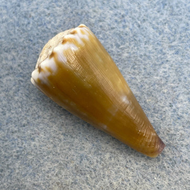 #1 Conus moreleti 31.1mm F+ (Rough Lip) Oahu, Hawaii - Cerulean Specimen Shells