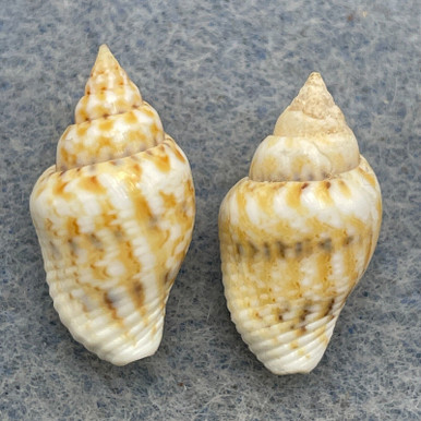 #9 Euplica scripta 17.7-18.6mm F++ Palau - Cerulean Specimen Shells