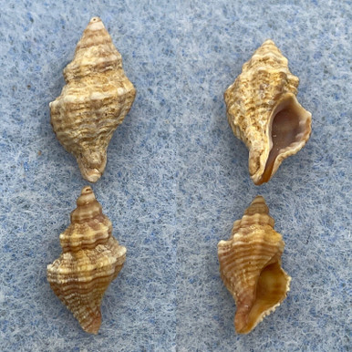 #2 Bedeva paivae 14-16mm F+ Port Jackson, New South Wales Muricidae ...