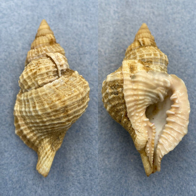 #12 Distorsio reticularis 63.6mm F+ W/Periostracum, Kii Channel, Japan ...