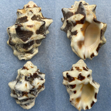 #6 Thais (Menathais) tuberosa 42-53mm F+ Okinawa, Japan - Cerulean ...